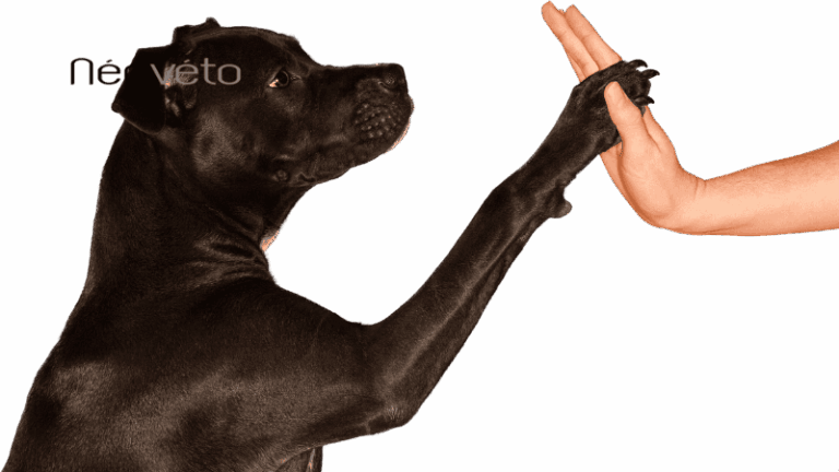 Guide complet sur le chien : tout ce que vous devez savoir